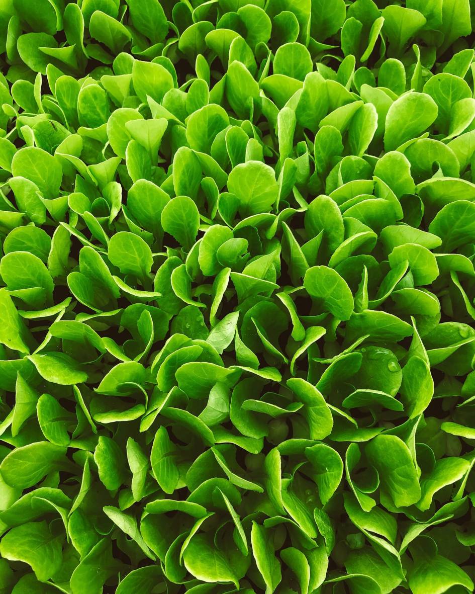 Shop Organic - Uncode